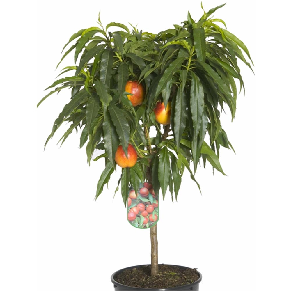 Sadnice mini voća - Rasadnik sadnica