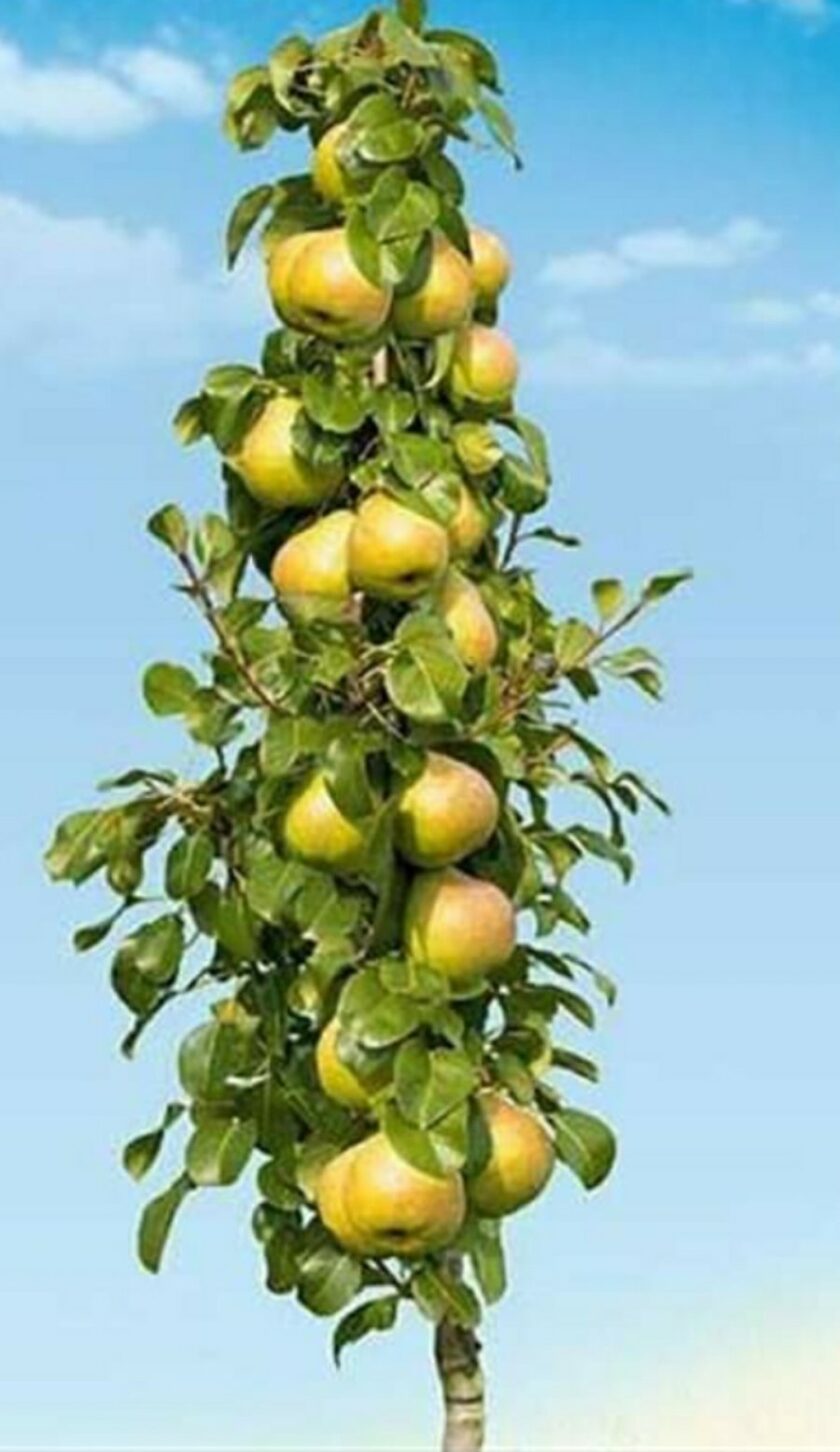 Sadnice mini voća - Rasadnik sadnica