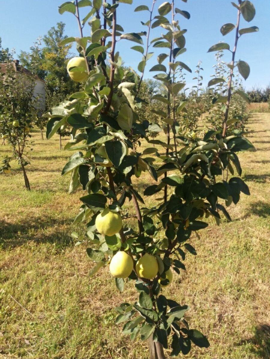 Voćne sadnice dunje - Asenica - Rasadnik sadnica