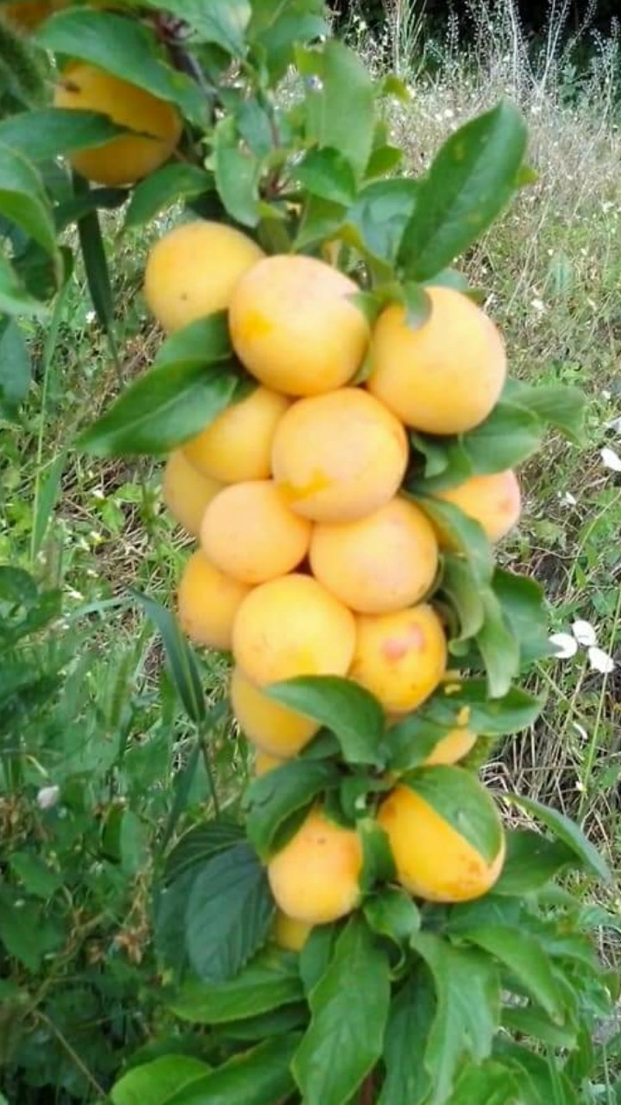 Ruska dzanarika (žuta) - Rasadnik sadnica