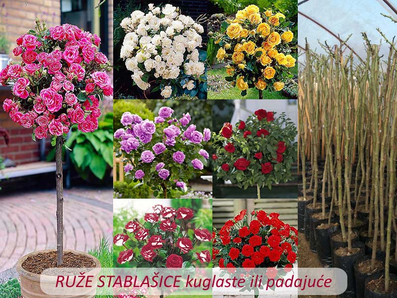 Ruže Stablašice - Rasadnik sadnica